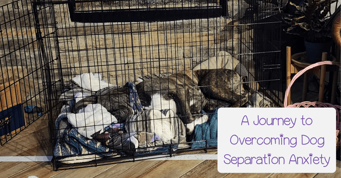 A Journey to Overcoming Dog Separation Anxiety: My Personal Story, the ...